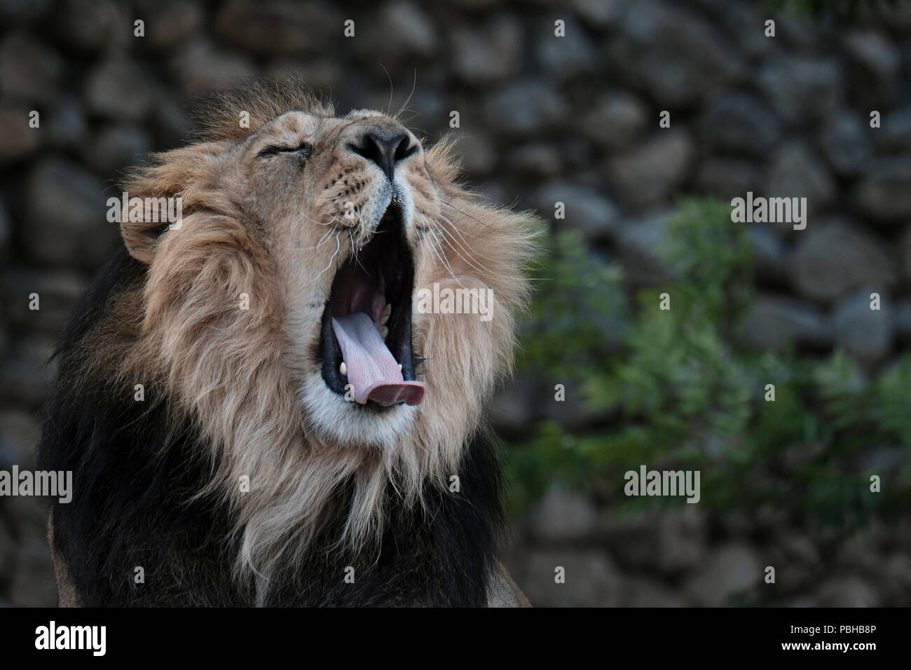 A wide yawn from an adult male lion at the Tisch Family Zoological ...