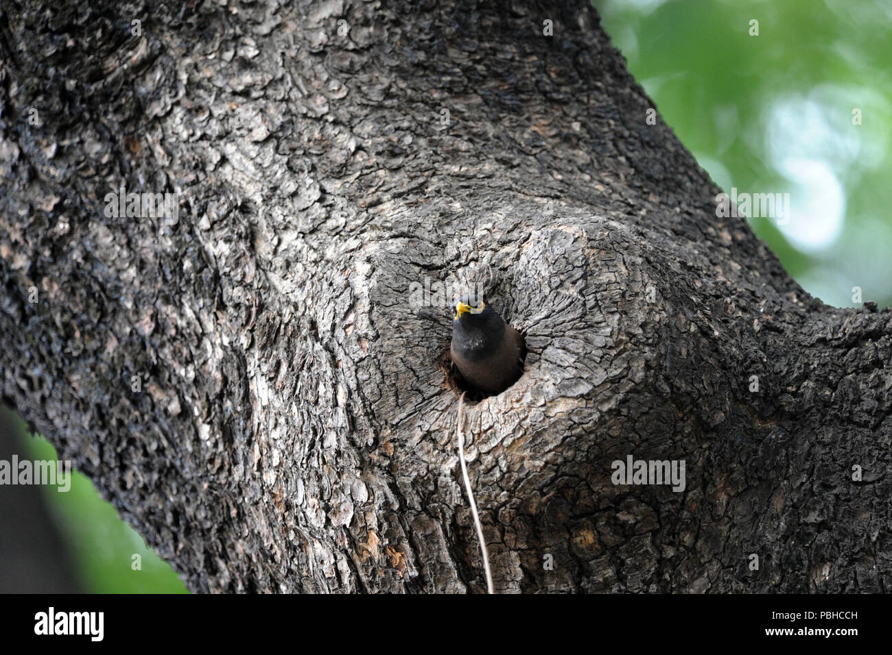 Dhaka, Bangladesh - May 19, 2011: The Common Myna or Martin parents and ...