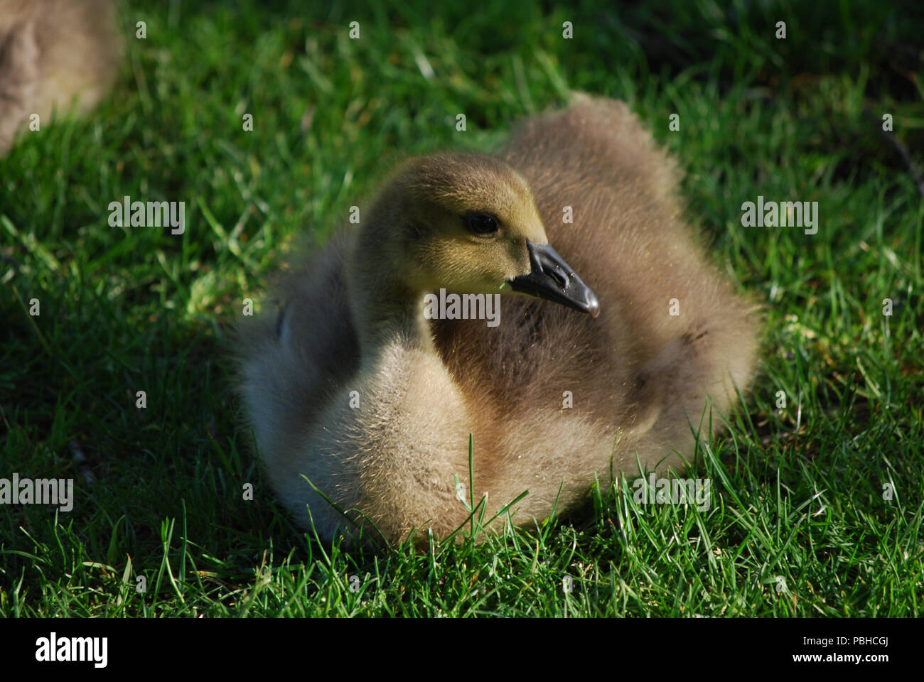 Cute baby goose resting in thick green grass Stock Photo - Alamy