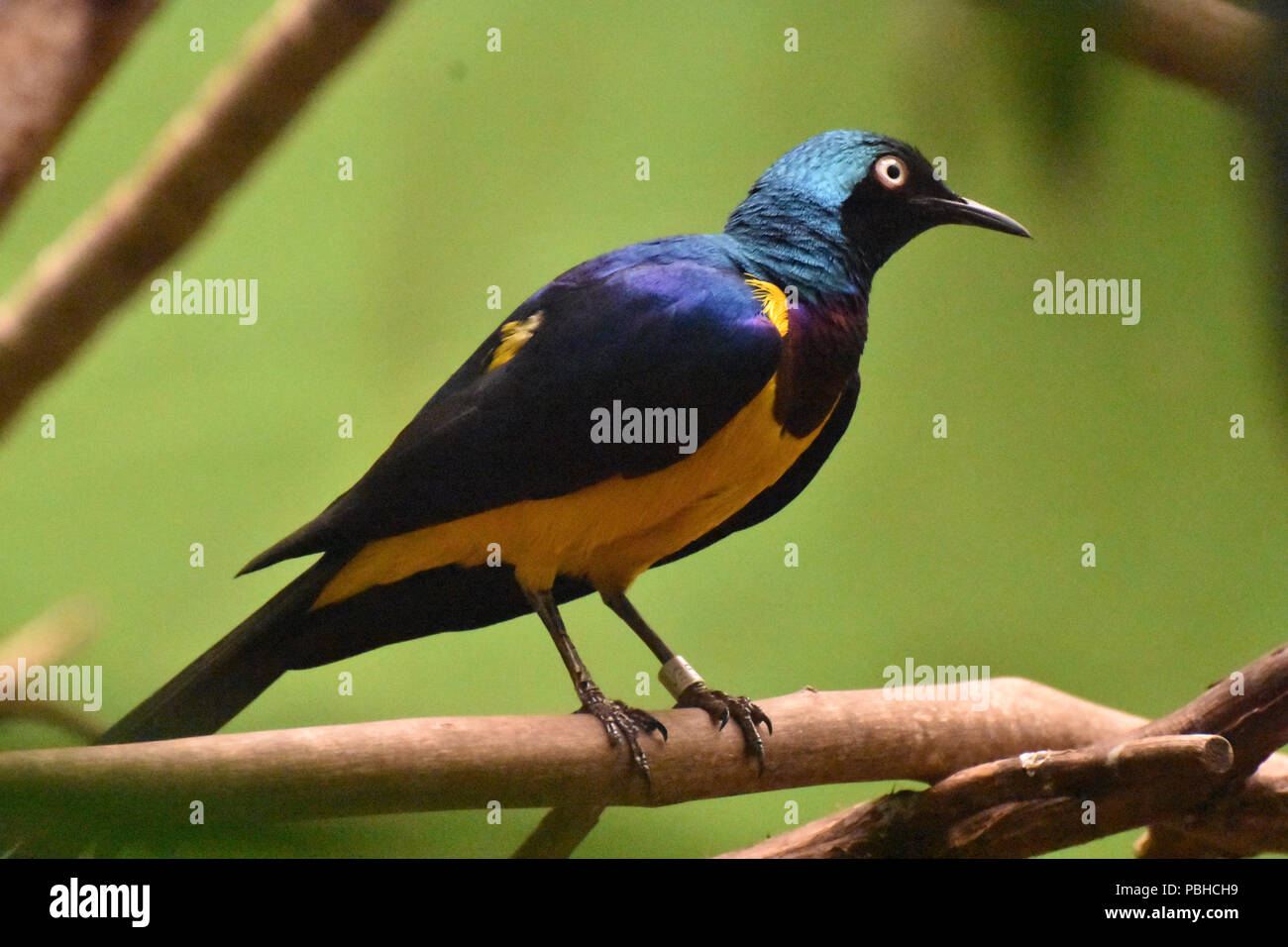 Colorful golden breasted starling bird sitting in a tree branch Stock ...