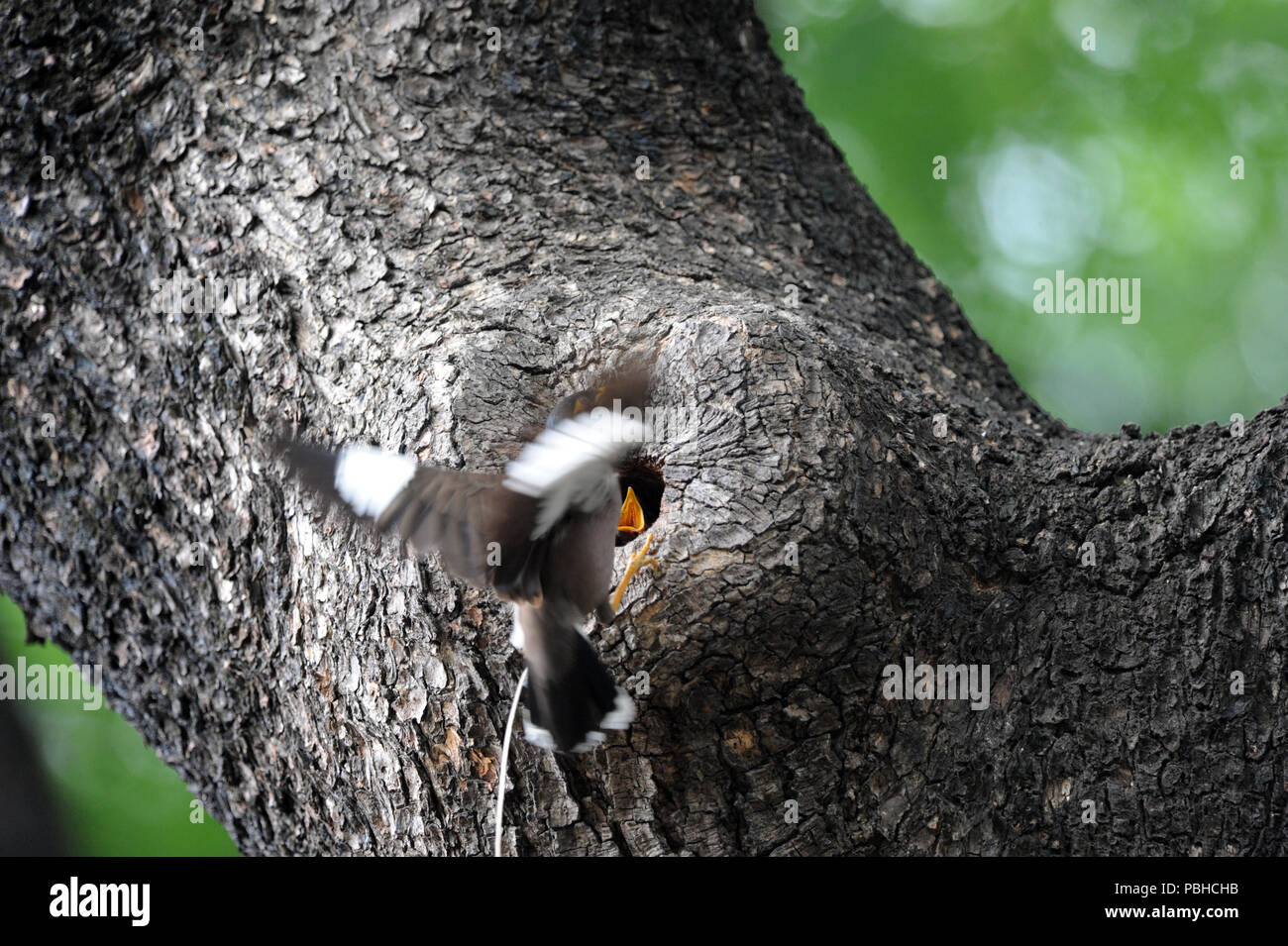 Myna nest hi-res stock photography and images - Alamy