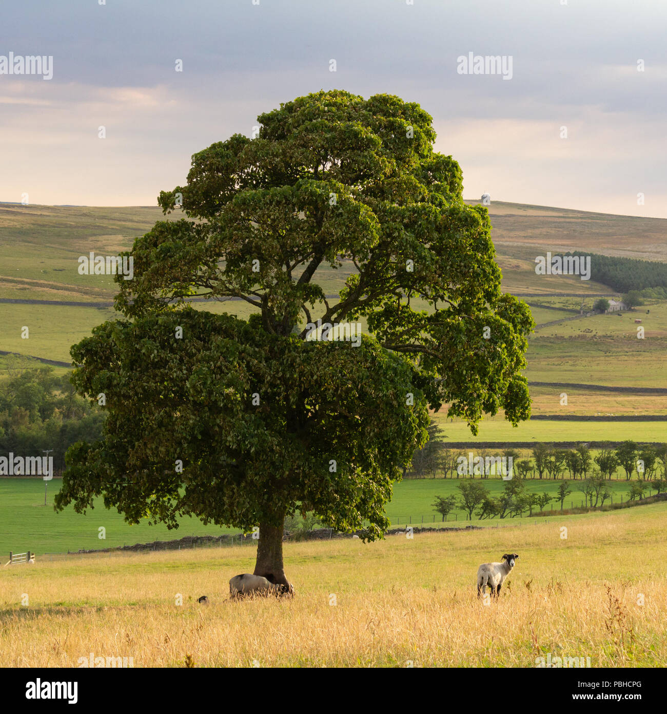Sheep in the shade of a tree in summer Stock Photo - Alamy