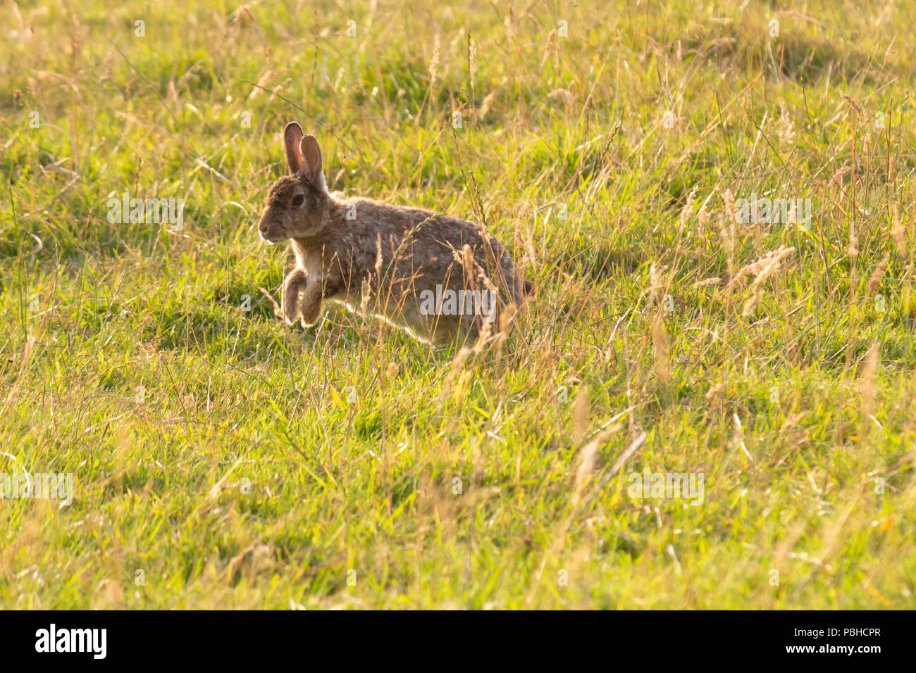 Adult rabbit running through grass hi-res stock photography and images ...