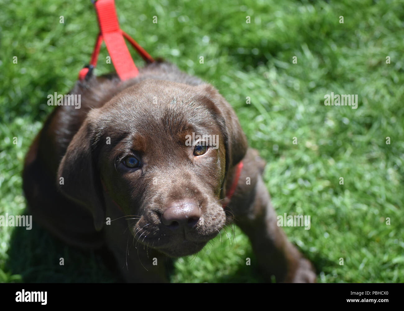 Week Old Chocolate Labrador Retriever High Resolution Stock Photography ...