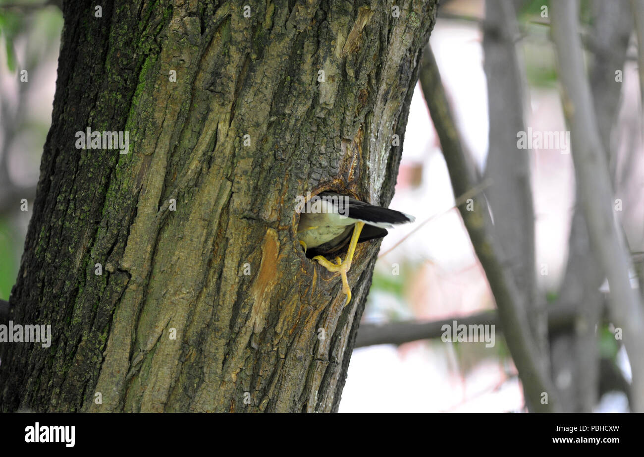 Common myna nest hi-res stock photography and images - Alamy