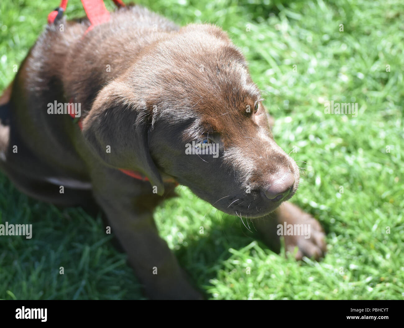 Adorable cute brown lab puppy dog sitting Stock Photo - Alamy