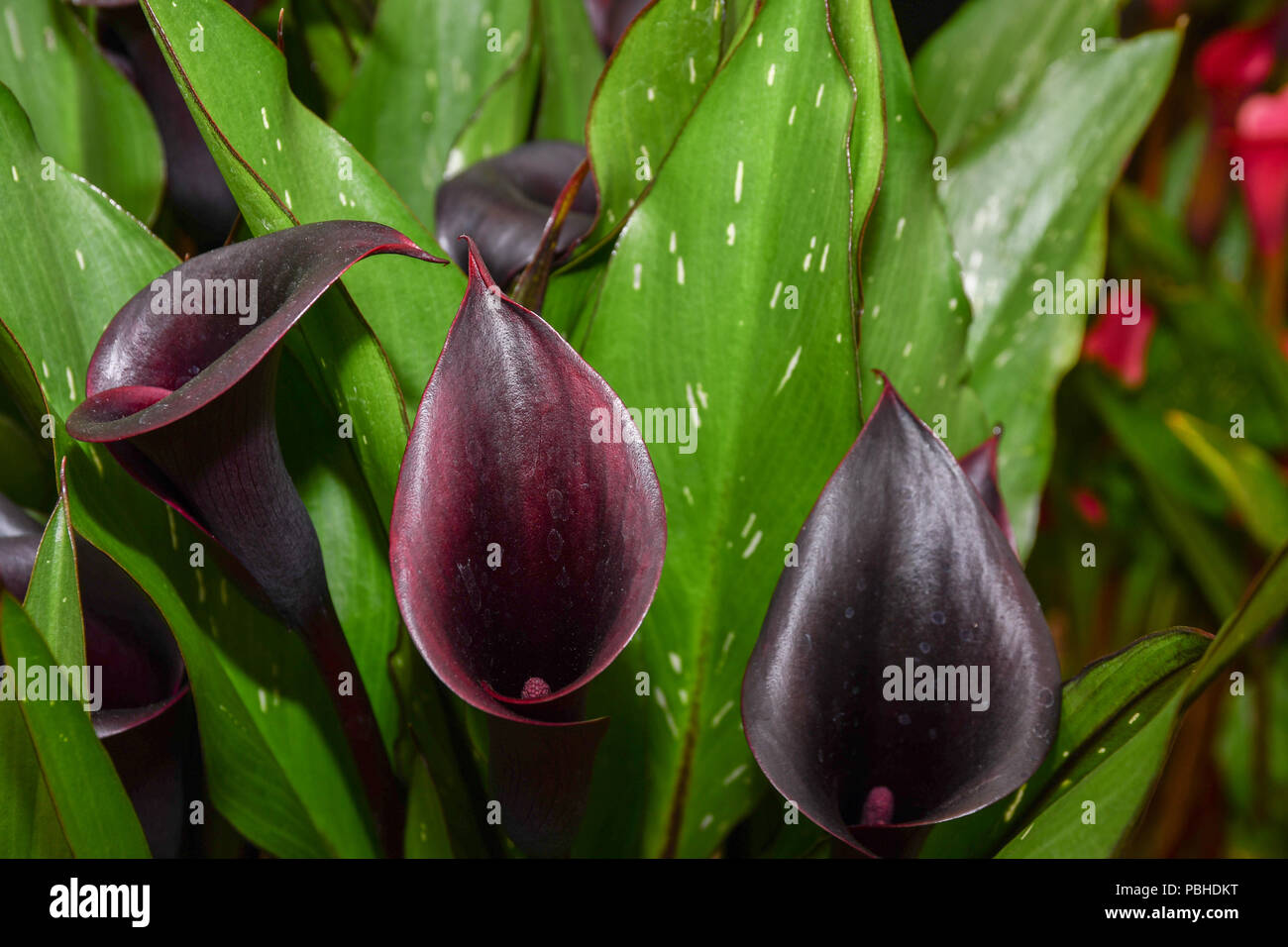 Night lily hi-res stock photography and images - Alamy