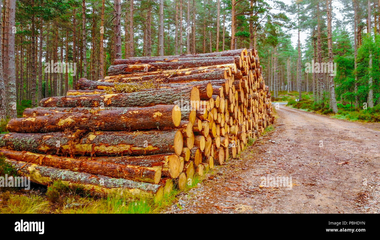 Deforestation - cutting down fir trees in the woods Stock Photo - Alamy