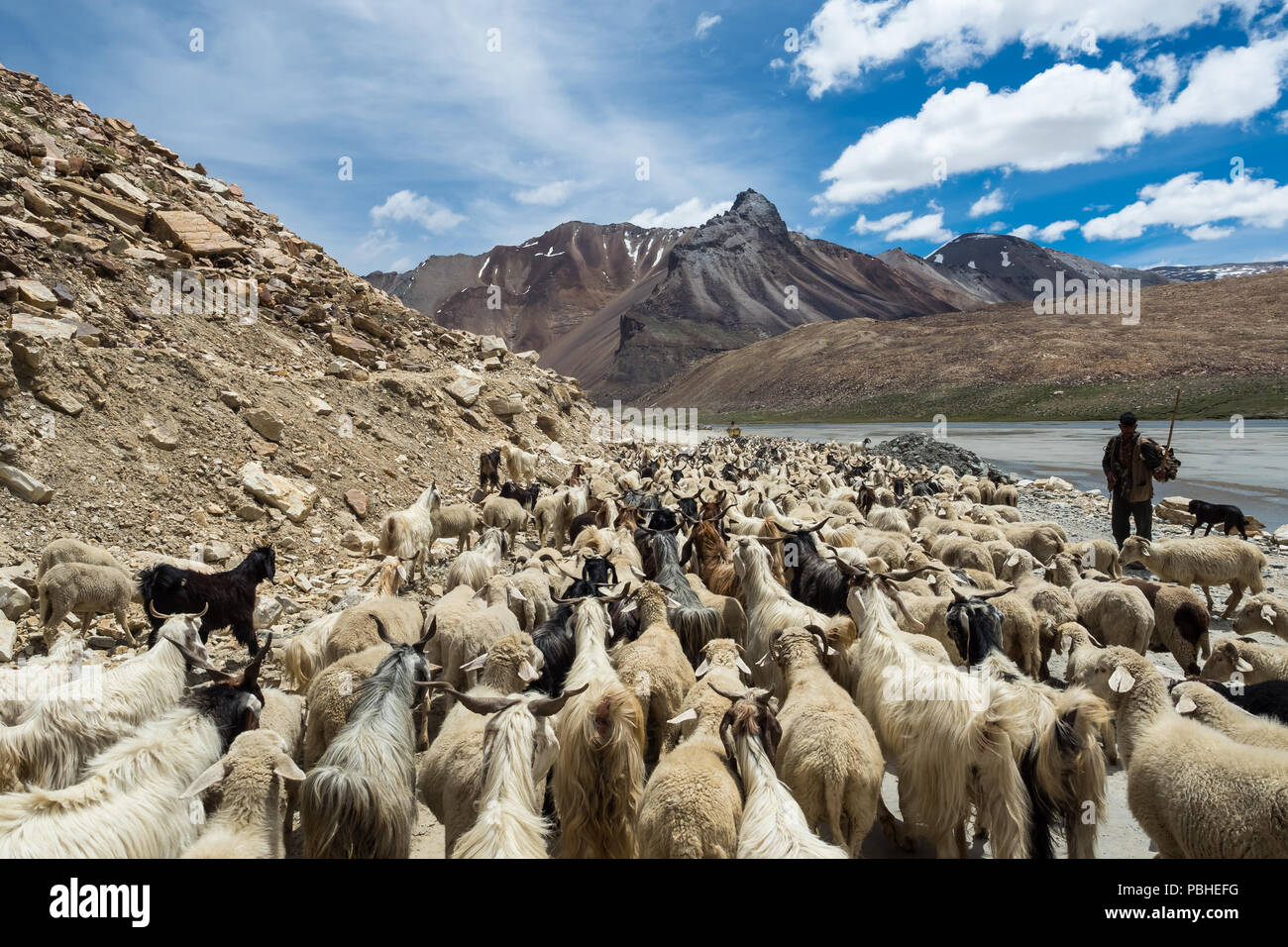 Himalayan goat hi-res stock photography and images - Alamy