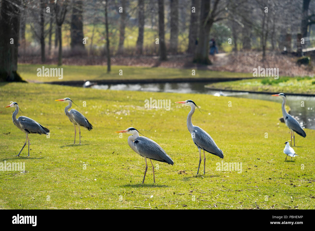 Herons in frederiksberg park hi-res stock photography and images - Alamy