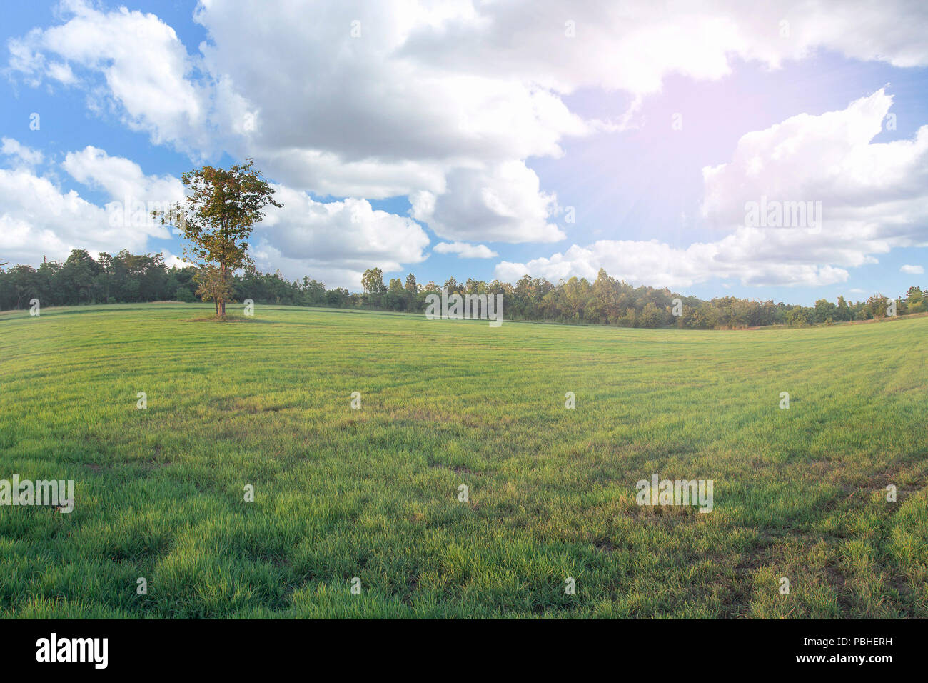 Beautiful meadow and tree - color effect Stock Photo - Alamy