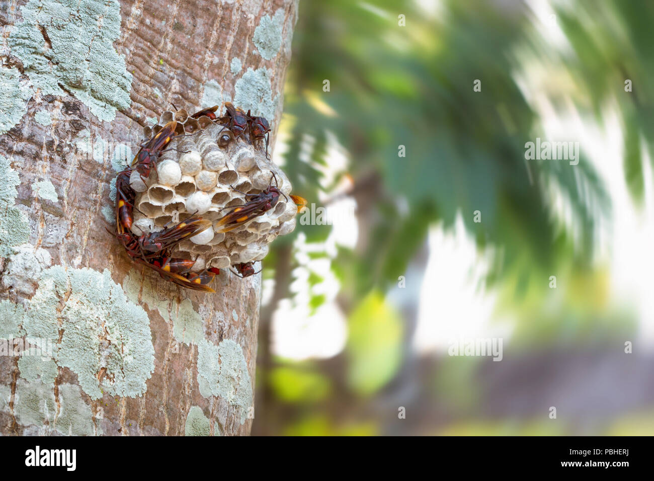 Wasp nest with wasps sitting on the tree Stock Photo - Alamy