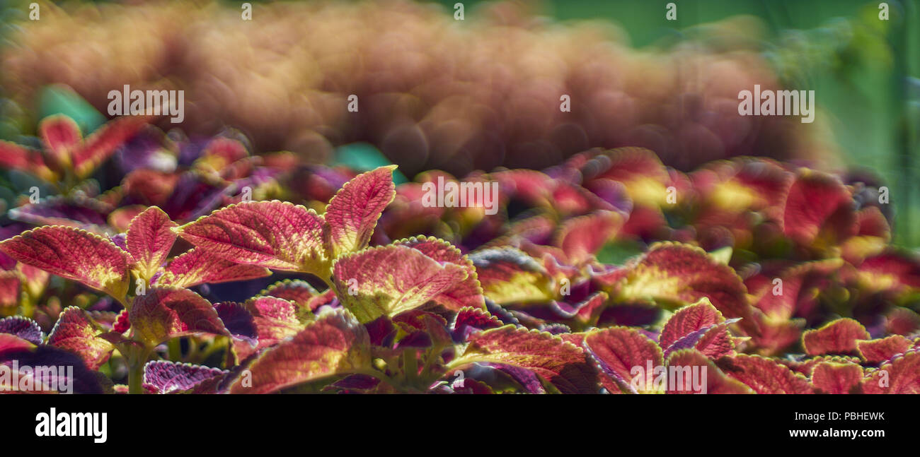Coleus blumei colorfull plant Stock Photo - Alamy