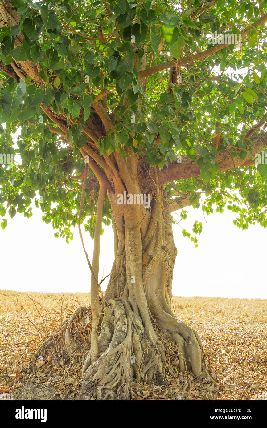 Bodhi tree hi-res stock photography and images - Alamy