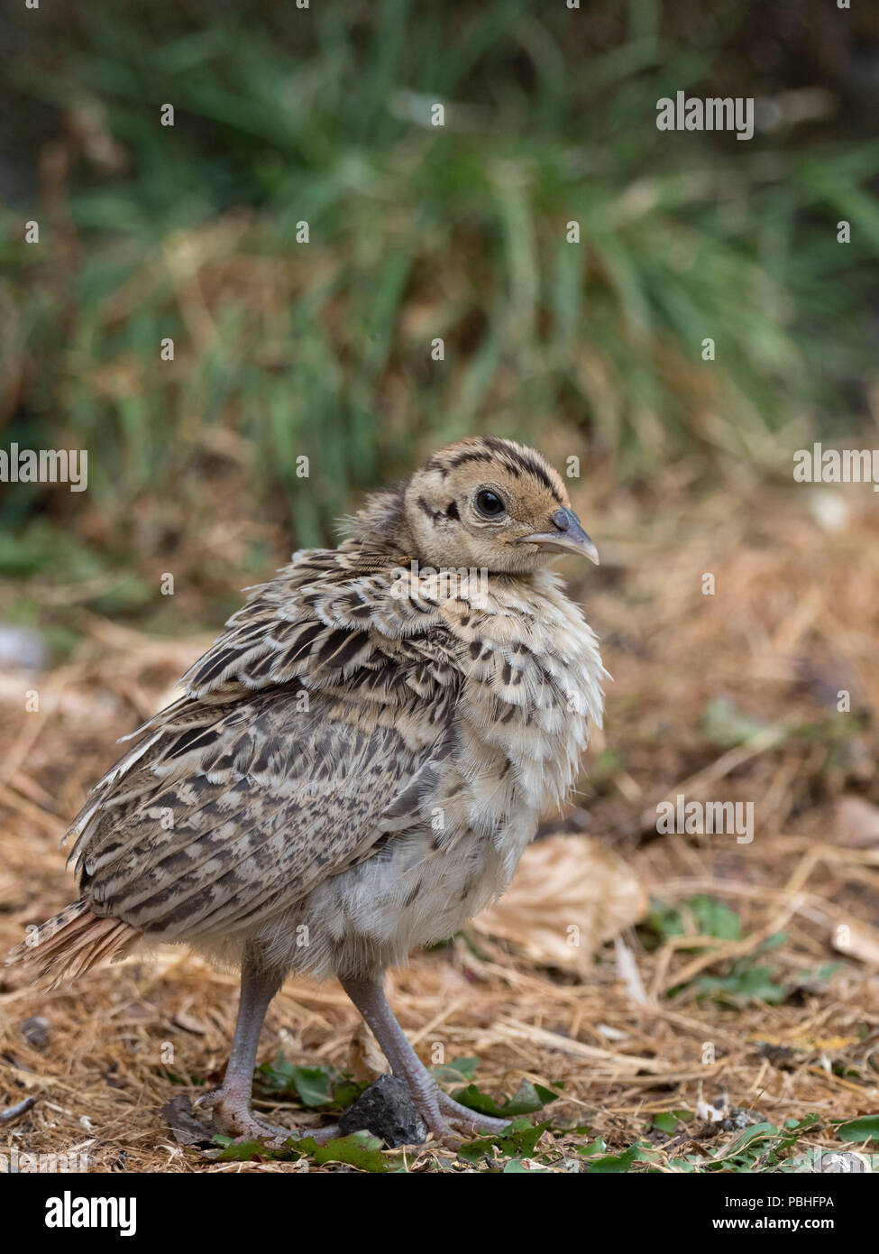 Juvenile Pheasant Stock Photos & Juvenile Pheasant Stock Images - Alamy