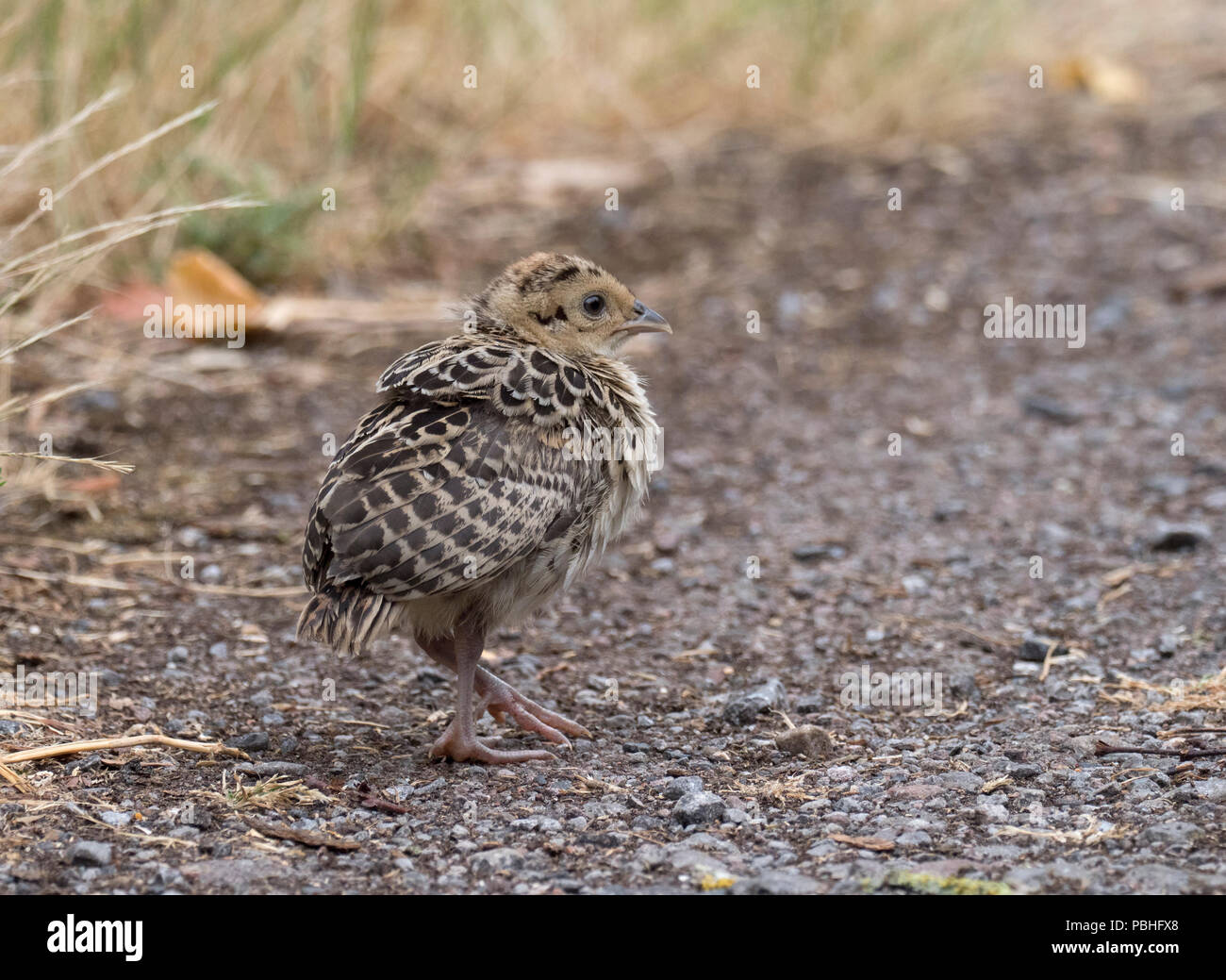 Juvenile pheasant hi-res stock photography and images - Alamy