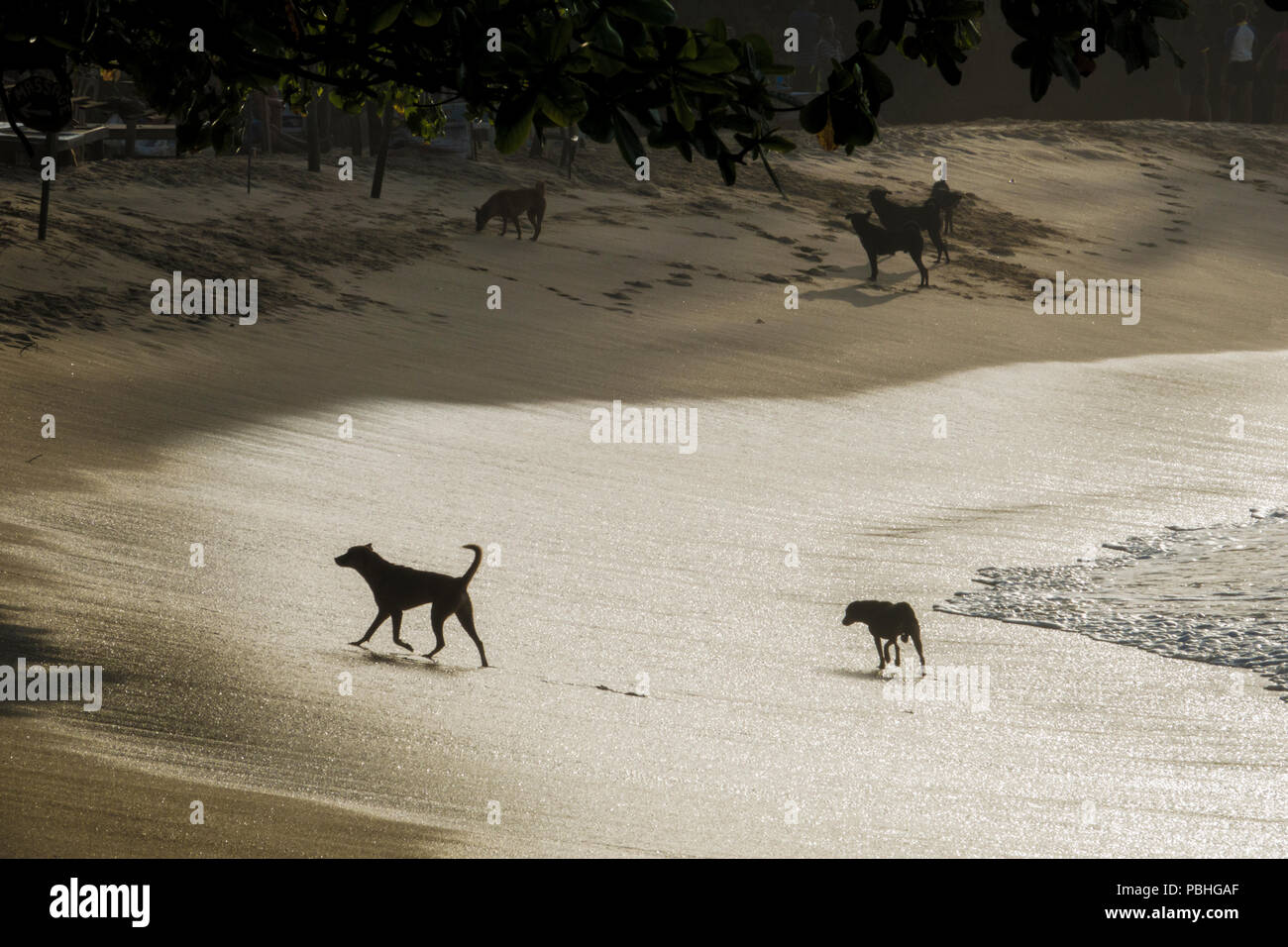 Sri lanka stray dogs hi-res stock photography and images - Alamy
