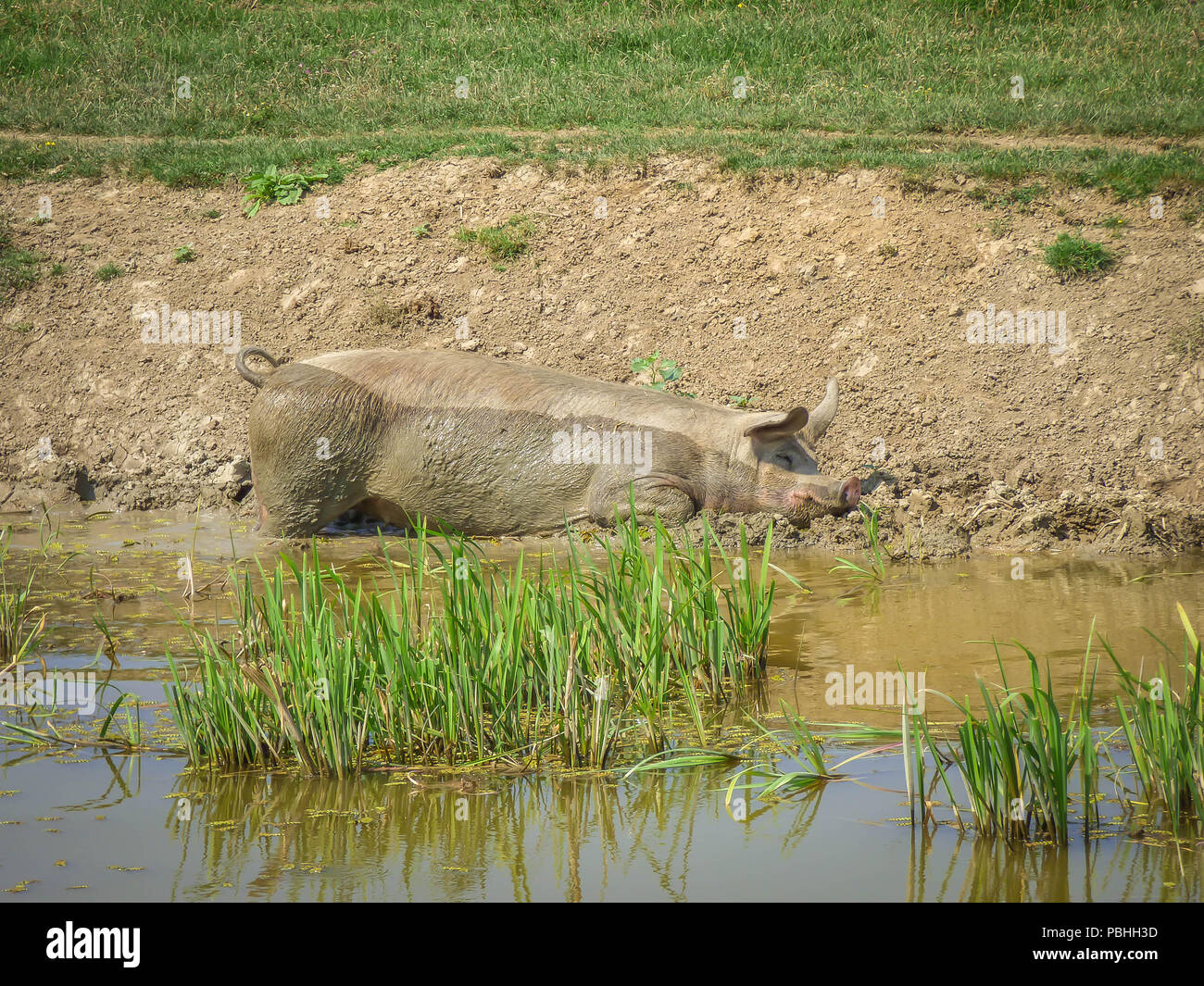 Single big pig resting and sunbathing on the sun in the mud Stock Photo ...
