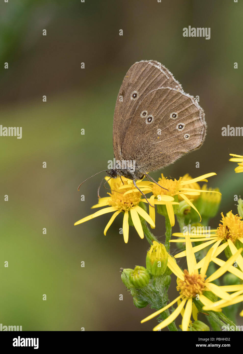 Ringlet Butterfly, Aphantopus hyperantus, single adult feeding yellow ...