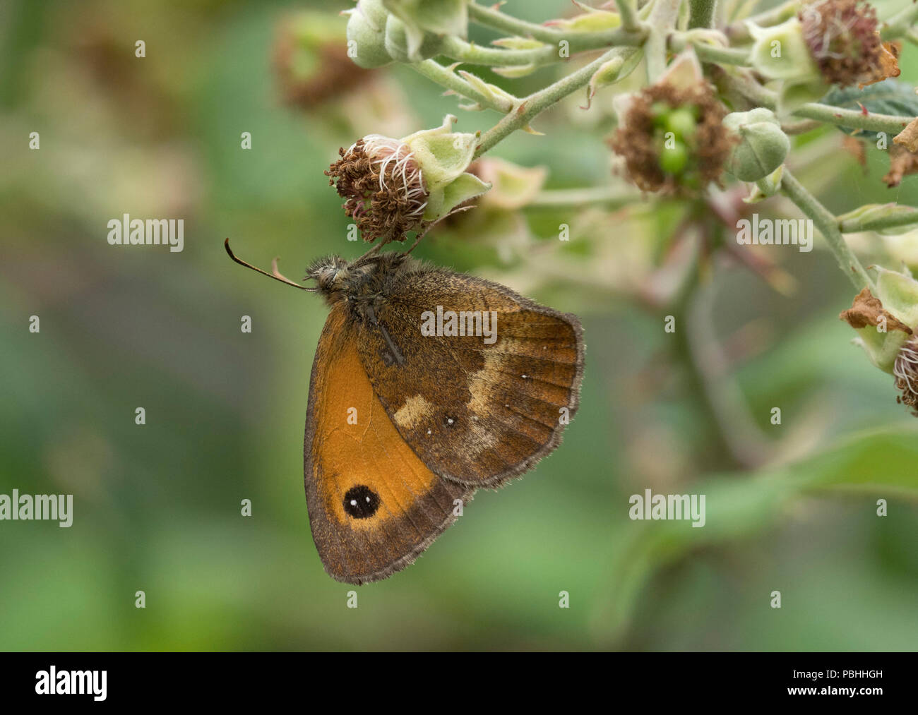 Gatekeeper Butterfly, Pyronia tithonus, single adult feeding on bramble ...