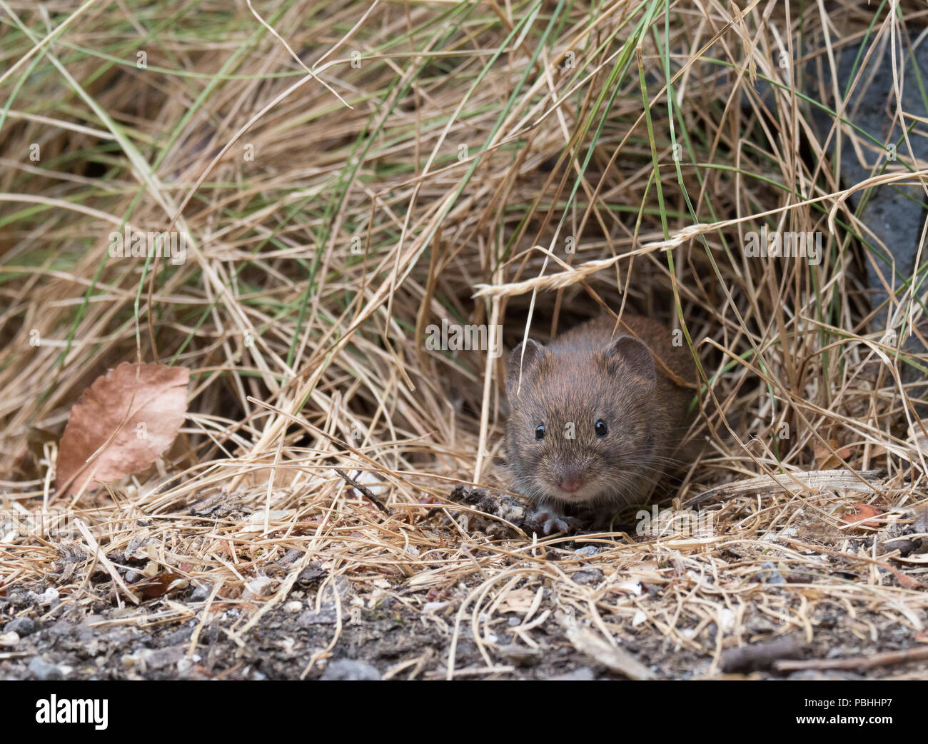 Bank Vole, Clethrionomys glareolus, single adult emerging from bottom ...