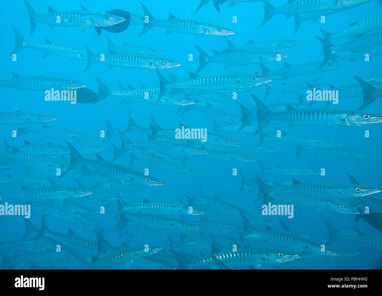 School of great Barracuda (Sphyraena barracuda), also known as the ...