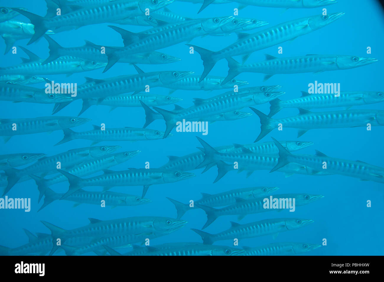 School of great Barracuda (Sphyraena barracuda), also known as the ...