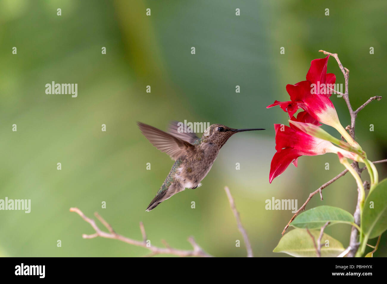 Shining green hummingbirds hi-res stock photography and images - Alamy