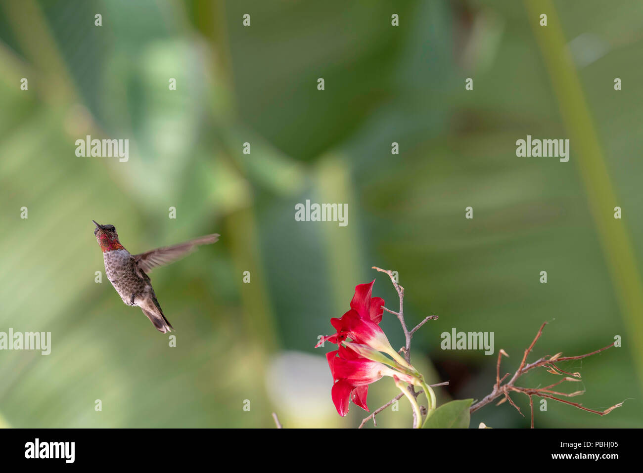 Shining green hummingbirds hi-res stock photography and images - Alamy