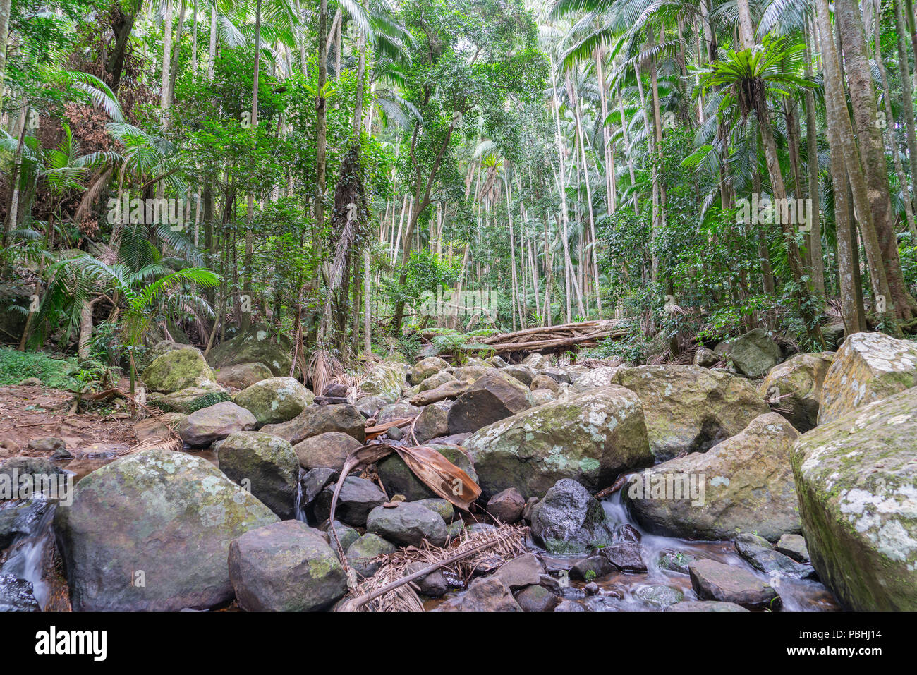 Mount Tamborine rainforest surrounding rocky riverbed Stock Photo - Alamy