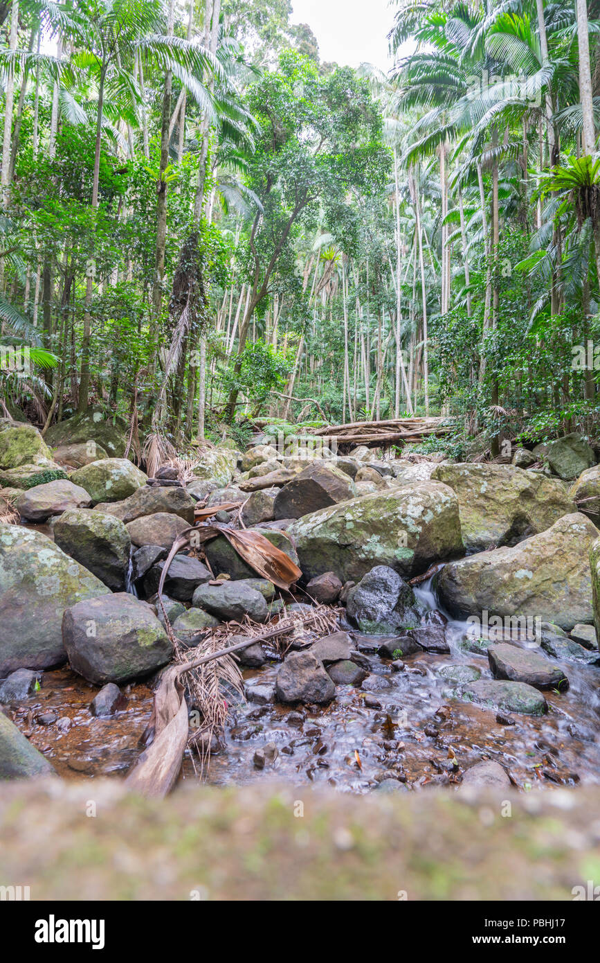 Mount Tamborine rainforest surrounding rocky riverbed Stock Photo - Alamy