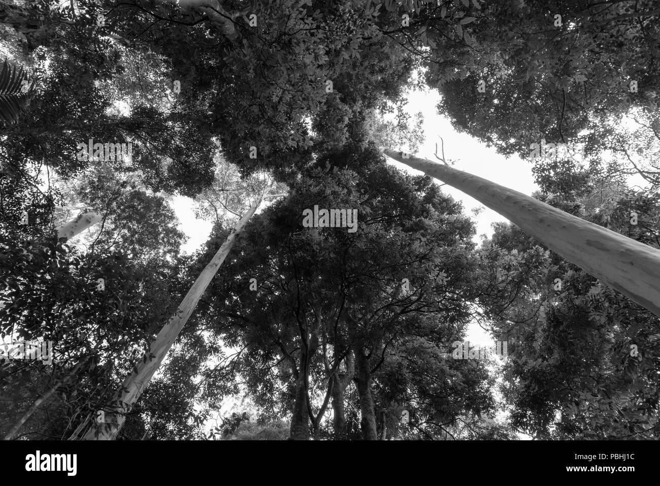 Rainforest canopy above converging lines of eucalyptus tree trunks in ...