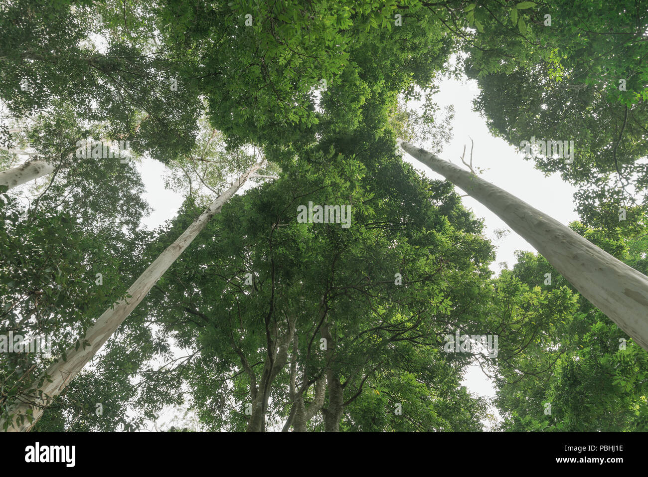 Tall tree above rainforest hi-res stock photography and images - Alamy