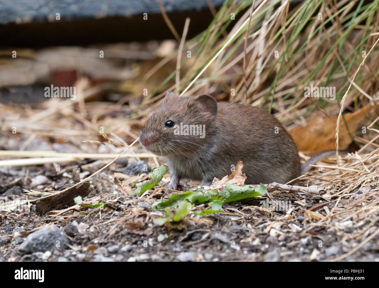 Bank Vole, Clethrionomys glareolus, single adult at base of hedgerow ...