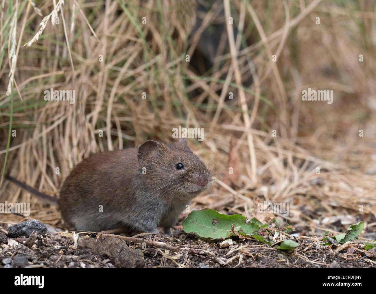 Bank Vole, Clethrionomys glareolus, single adult at base of hedgerow ...