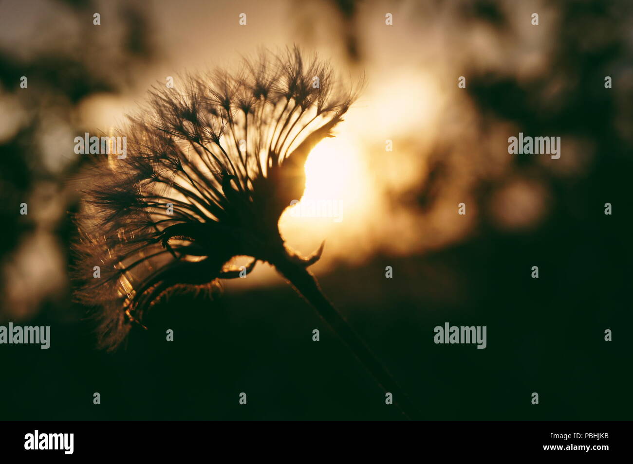 Pollen core hi-res stock photography and images - Alamy