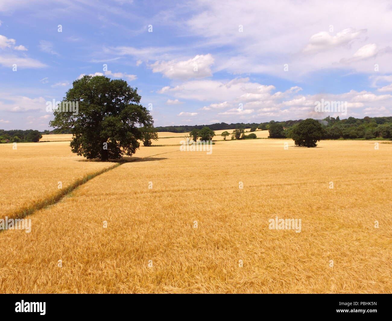Public footpath crossing barley crop fields in West Sussex during the ...