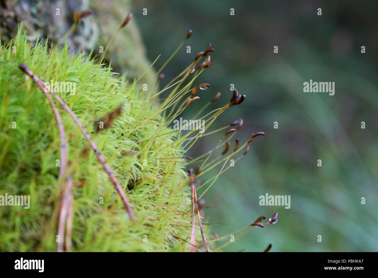 Moss spores hi-res stock photography and images - Alamy