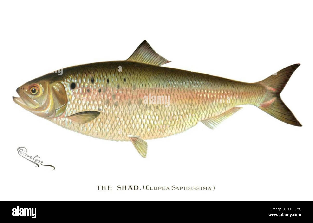 Sapidissima hi-res stock photography and images - Alamy