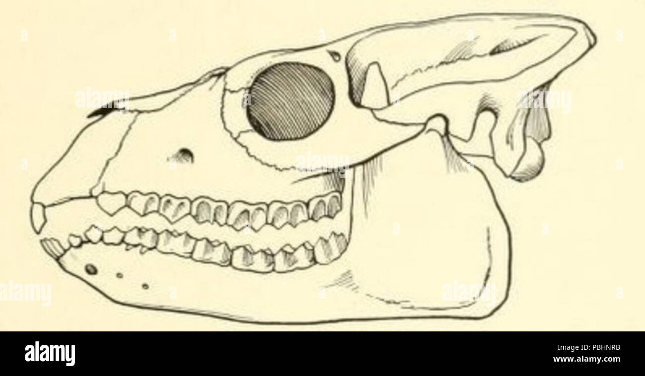 Thoatherium hi-res stock photography and images - Alamy