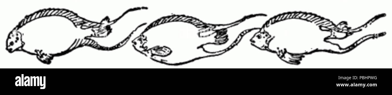 The three species hi-res stock photography and images - Alamy