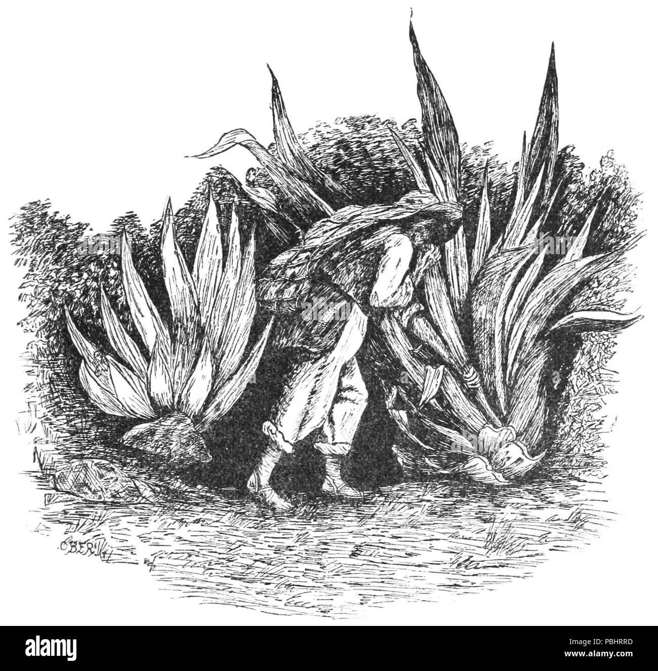 Aguamiel hi-res stock photography and images - Alamy