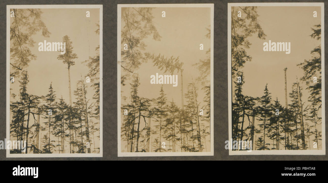 Topping a tree hi-res stock photography and images - Alamy