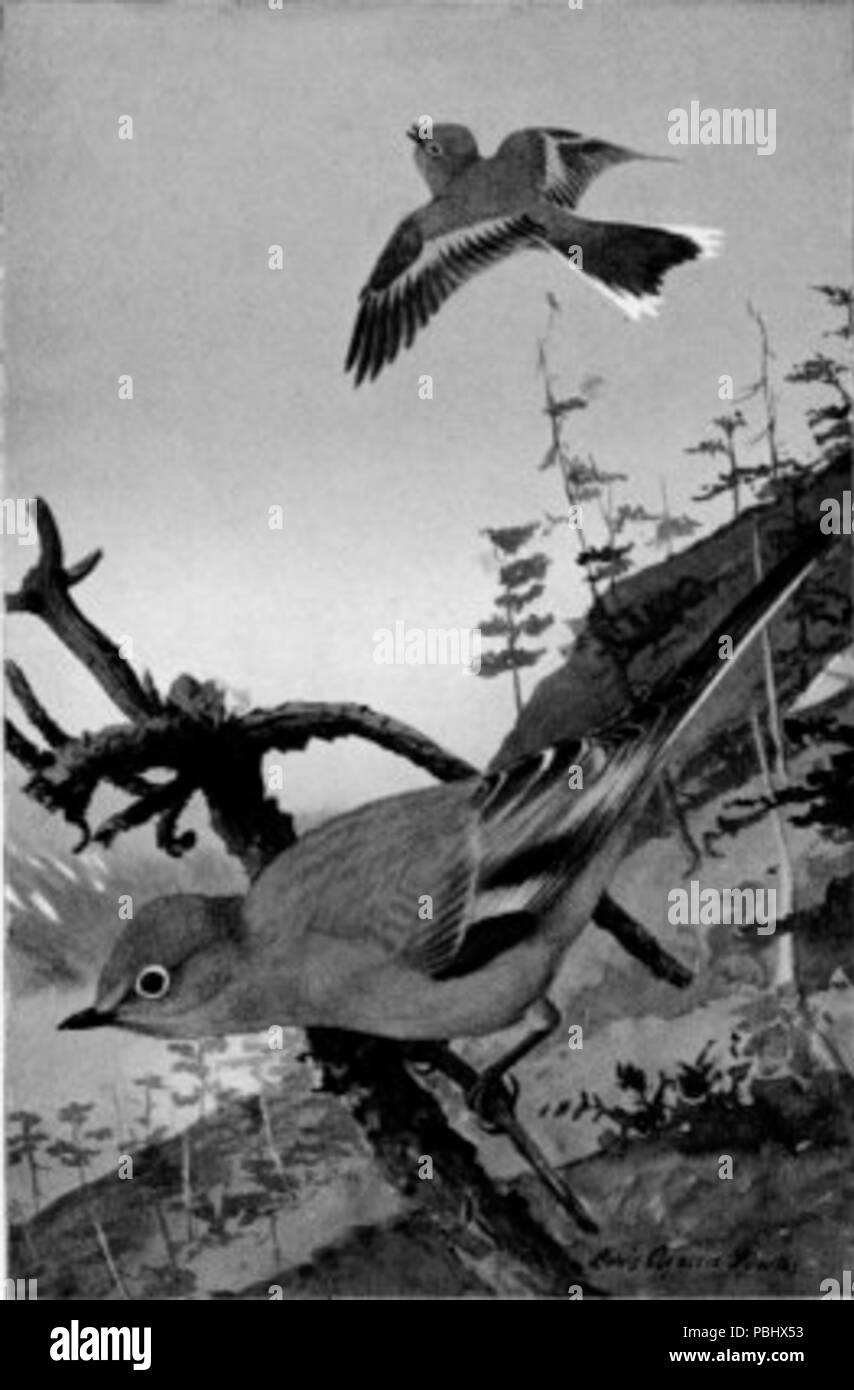 Townsends solitaire hi-res stock photography and images - Alamy