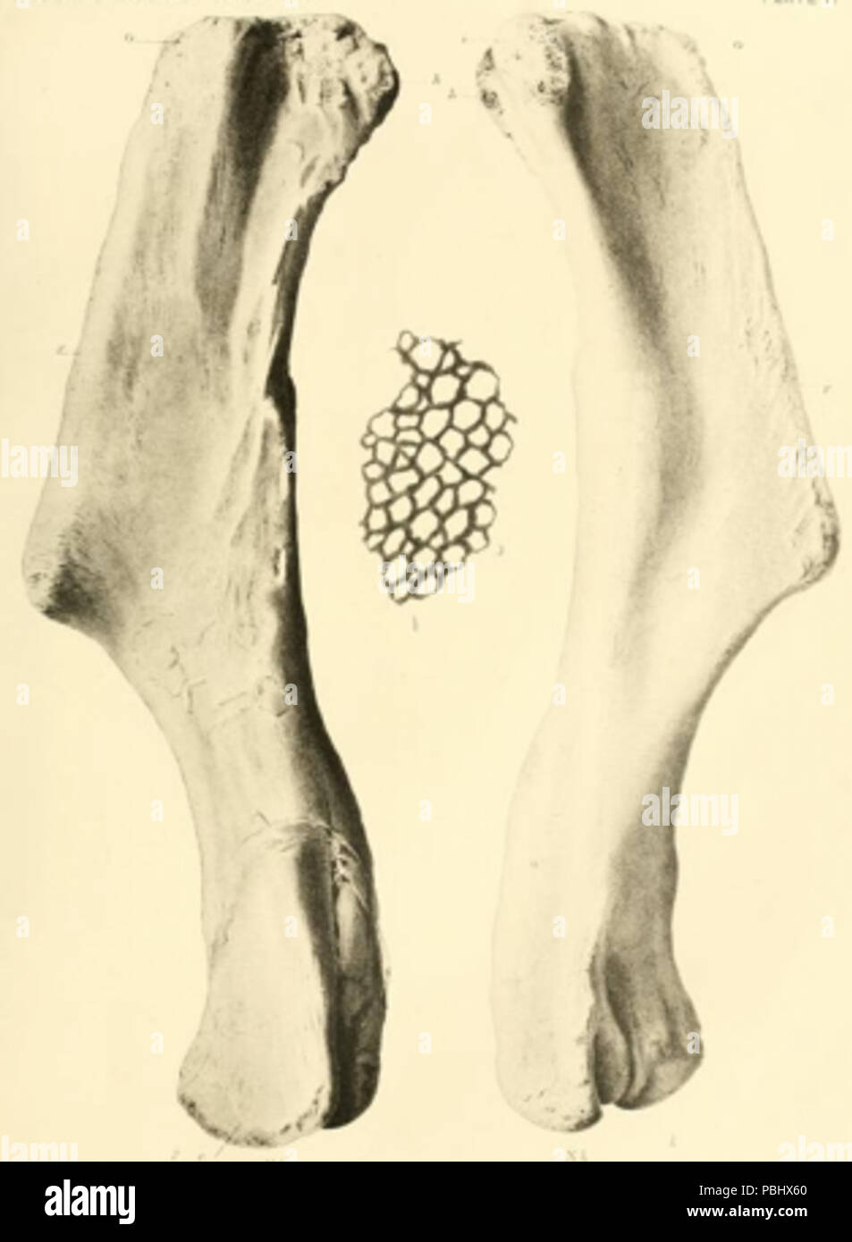 1770 Trachodon (Pteropelyx) marginatus humerus and skin Stock Photo - Alamy