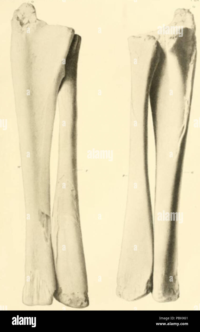 1770 Trachodon (Pteropelyx) marginatus ulna and radius Stock Photo - Alamy