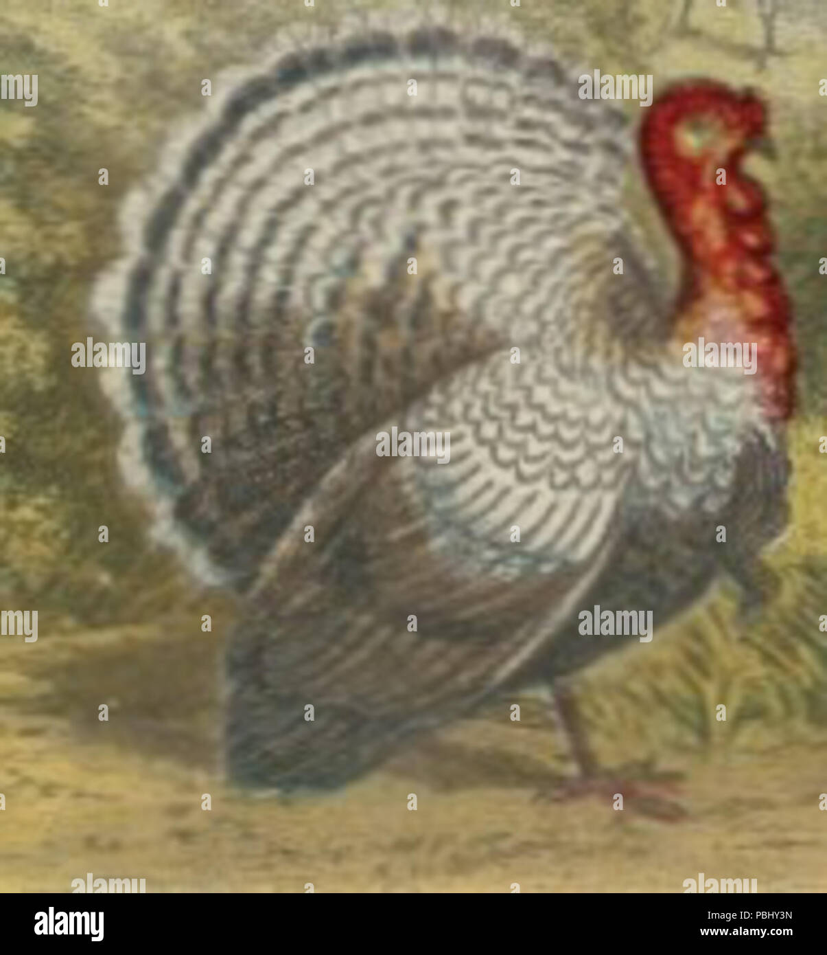 1777 Turkey Drawing Stock Photo - Alamy