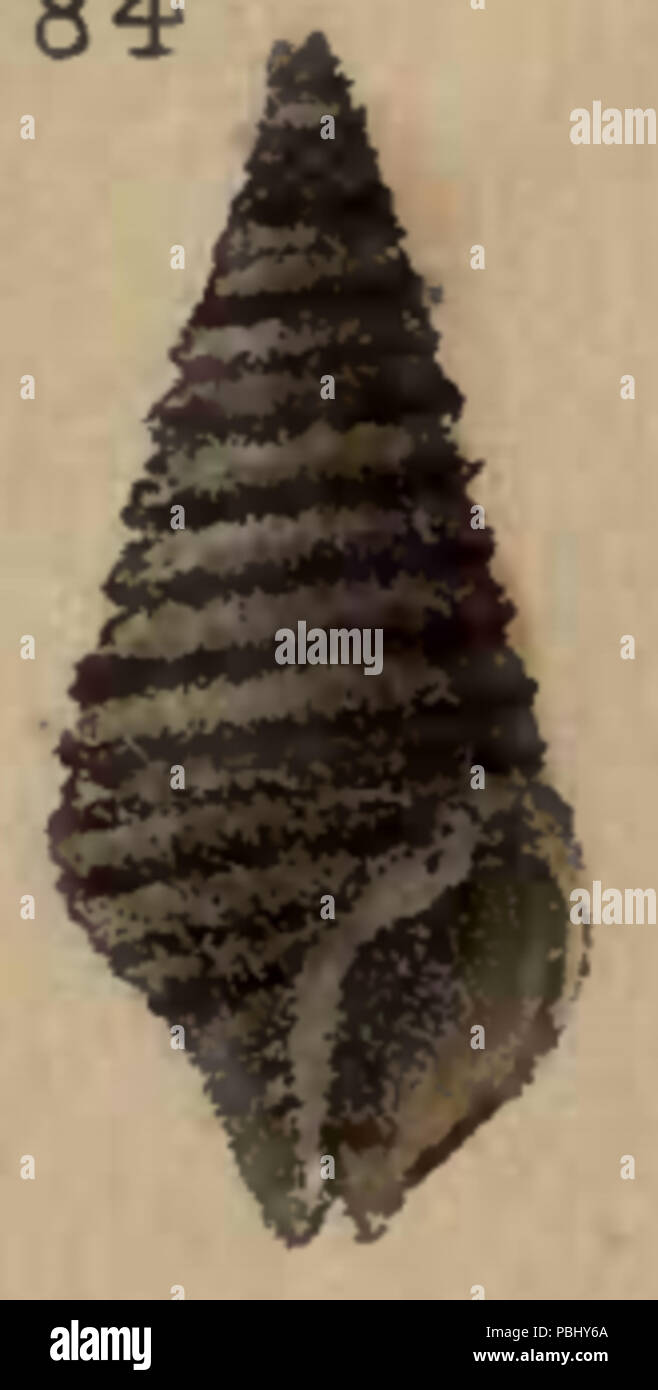 Turricula High Resolution Stock Photography and Images - Alamy