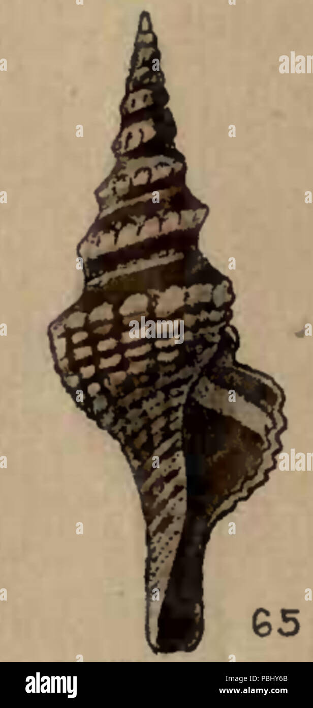 1778 Turricula javana 001 Stock Photo - Alamy