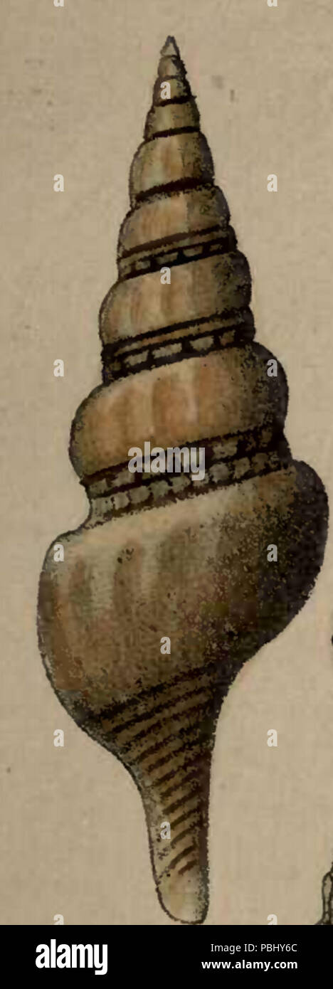 1778 Turricula tornata 001 Stock Photo - Alamy